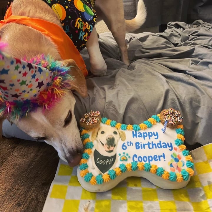 Custom Dog Cakes & PAWty Packages